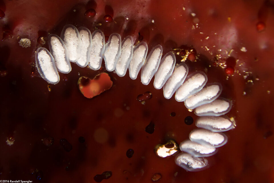 California Cone Snail (Californiconus californicus) - Spanglers' Scuba