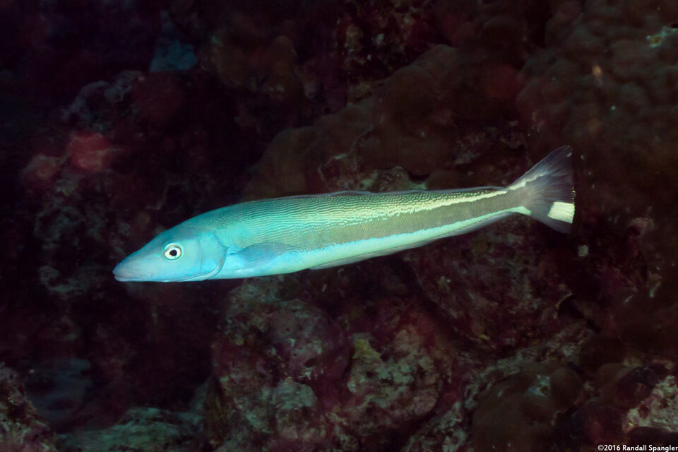 Blue Blanquillo (Malacanthus latovittatus) - Spanglers' Scuba