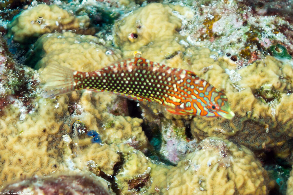Ornate Leopard Wrasse (Macropharyngodon ornatus) - Spanglers' Scuba
