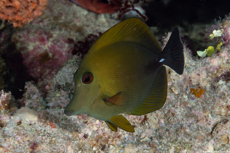 Great Barrier Reef Surgeonfishes and Tangs - Spanglers' Scuba