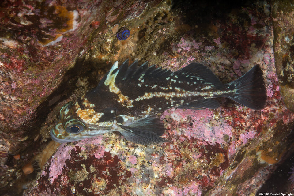 China Rockfish (Sebastes nebulosus) - Spanglers' Scuba
