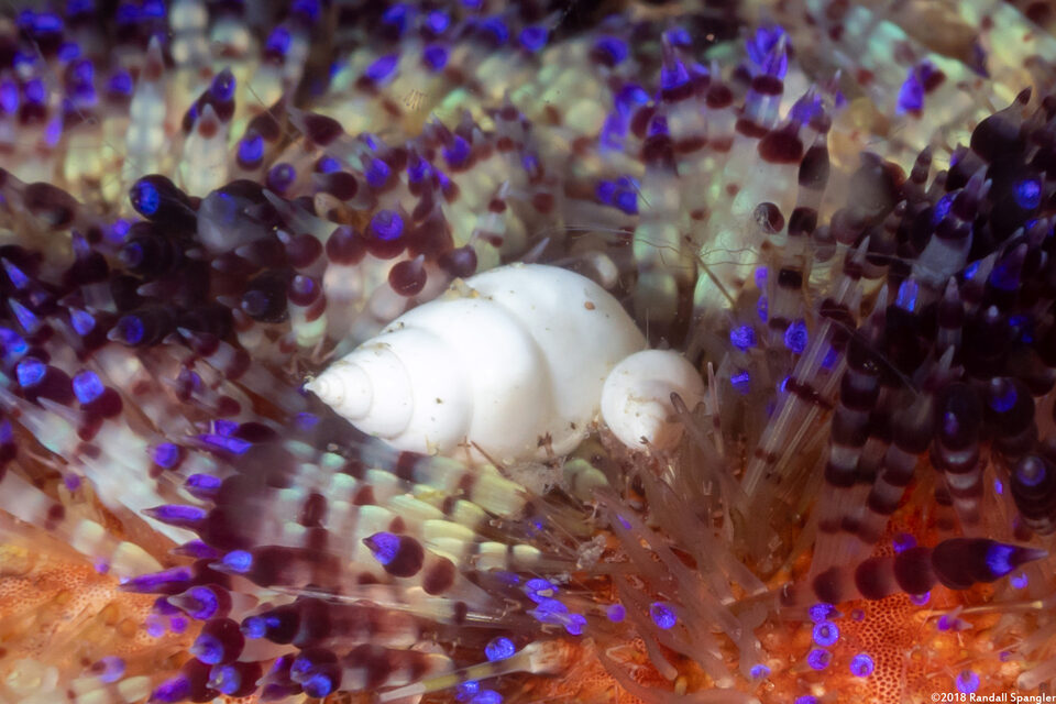 Fire Urchin Snail (Echineulima asthenosomae) - Spanglers' Scuba