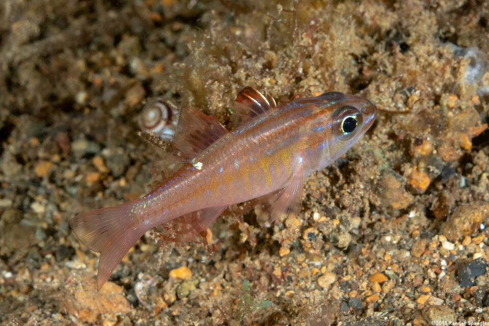 Indo-Pacific Cardinalfishes - Spanglers' Scuba