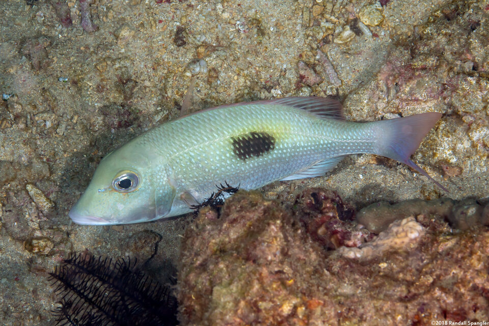 Thumbprint Emperor (Lethrinus harak) - Spanglers' Scuba
