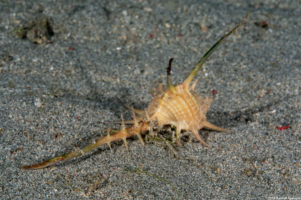 Caltrop Murex (Murex tribulus) - Spanglers' Scuba
