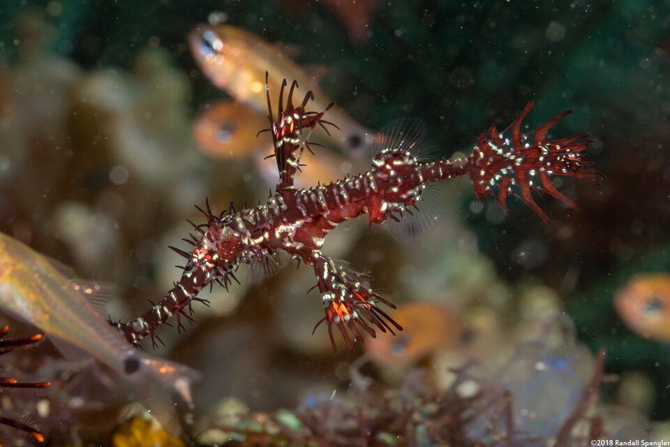 Ornate Ghost Pipefish (Solenostomus paradoxus) - Spanglers' Scuba