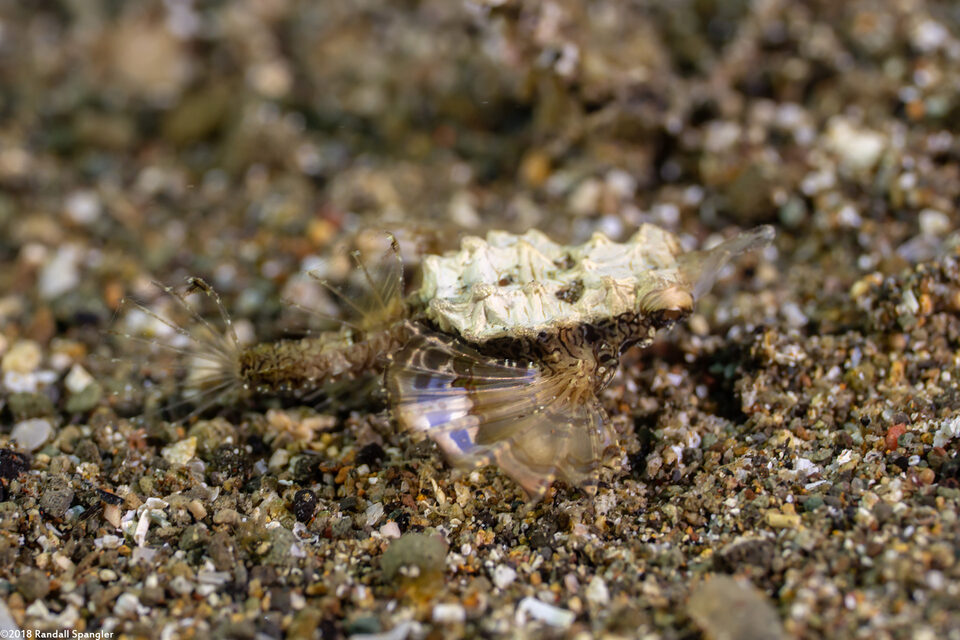 Indo-Pacific Sea Moths - Spanglers' Scuba