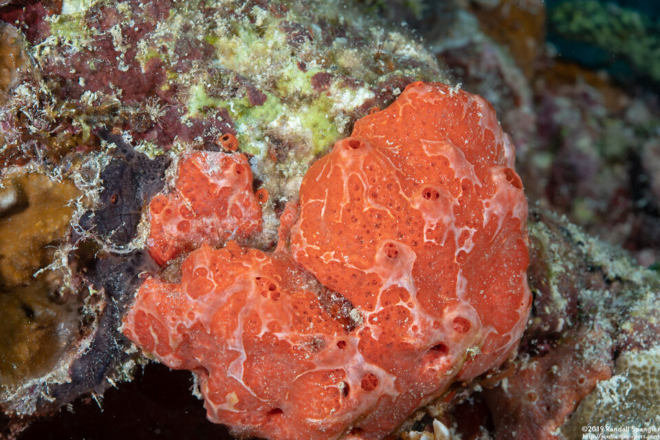 Pink and Red Encrusting Sponge (Spirastrella coccinea) - Spanglers' Scuba