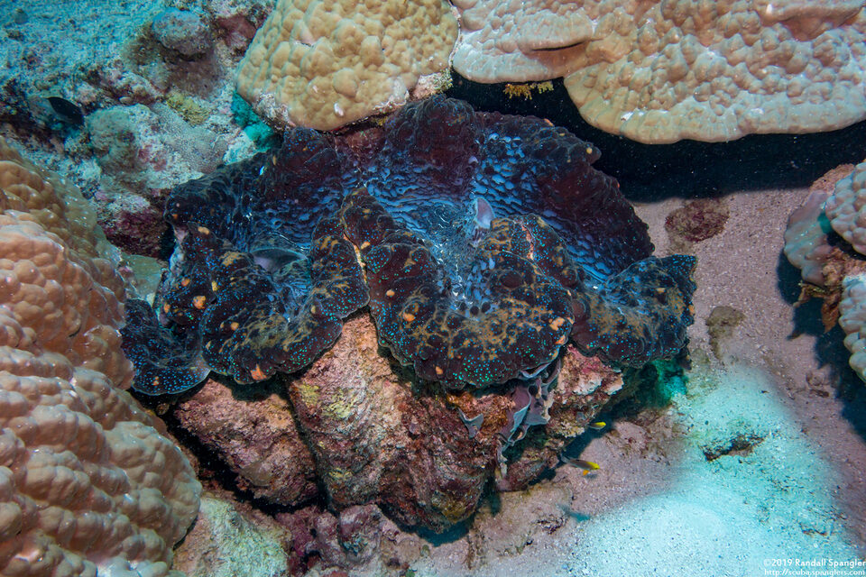 Giant Clam (Tridacna gigas) - Spanglers' Scuba
