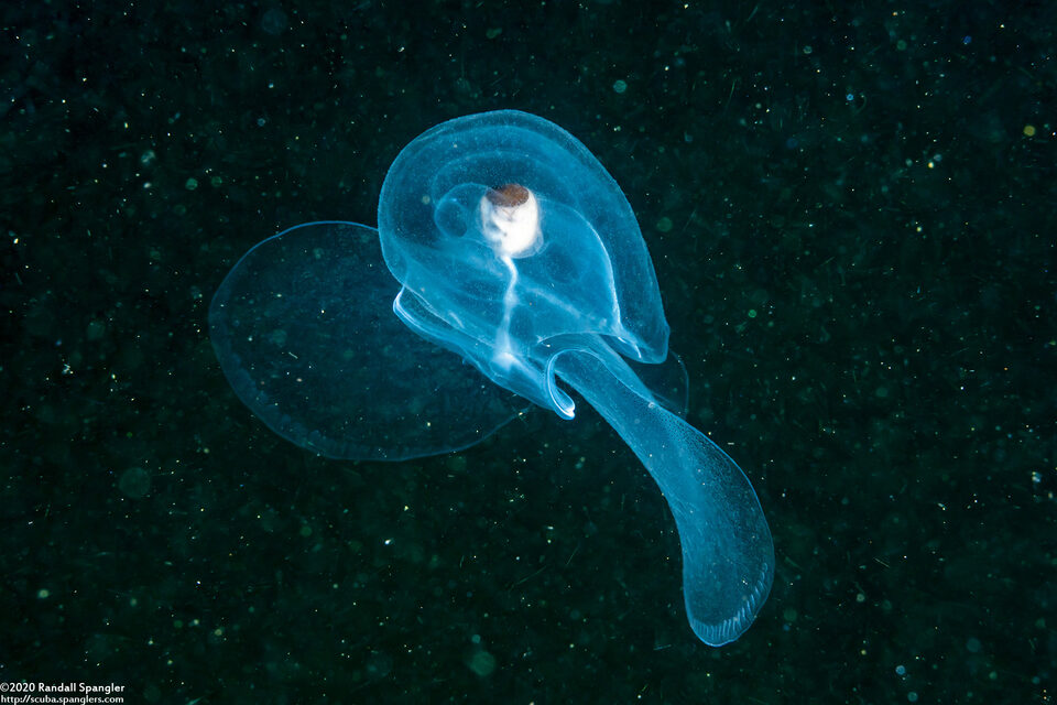 Sea Butterfly (Corolla spectabilis) - Spanglers' Scuba