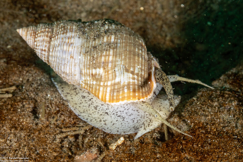 Giant Western Nassa (Nassarius fossatus) - Spanglers' Scuba