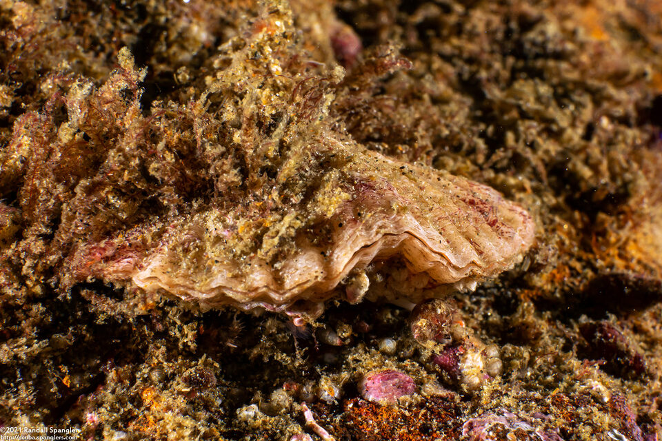 Common Lampshell (Terebratalia transversa) - Spanglers' Scuba