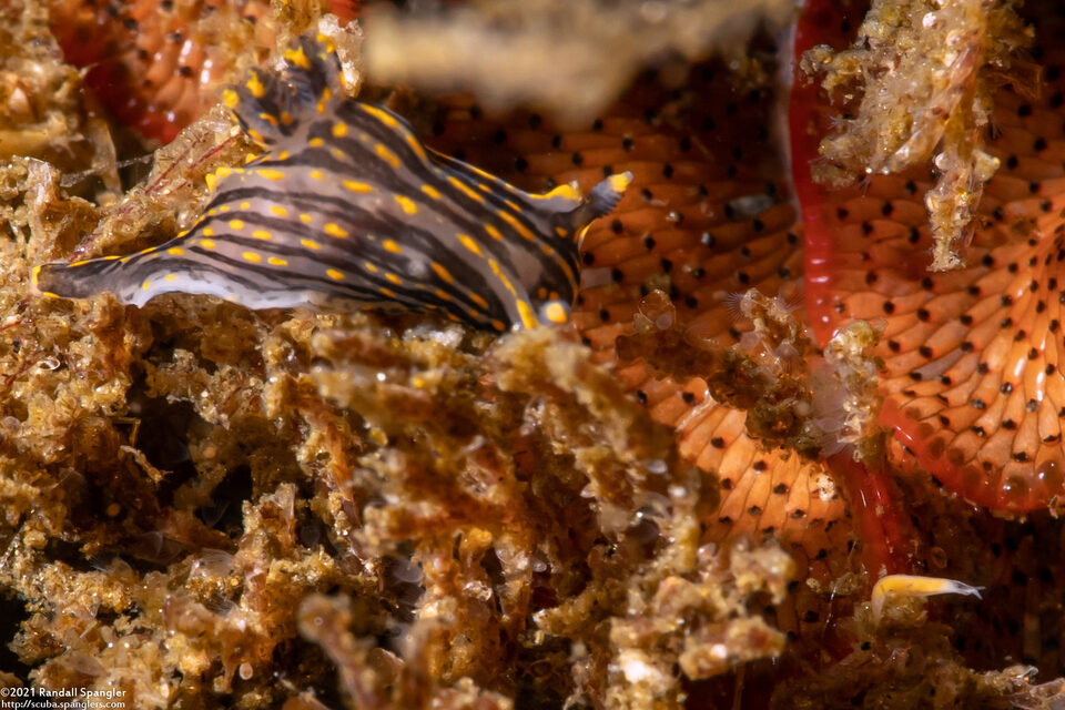 Black Dorid (Polycera atra) - Spanglers' Scuba