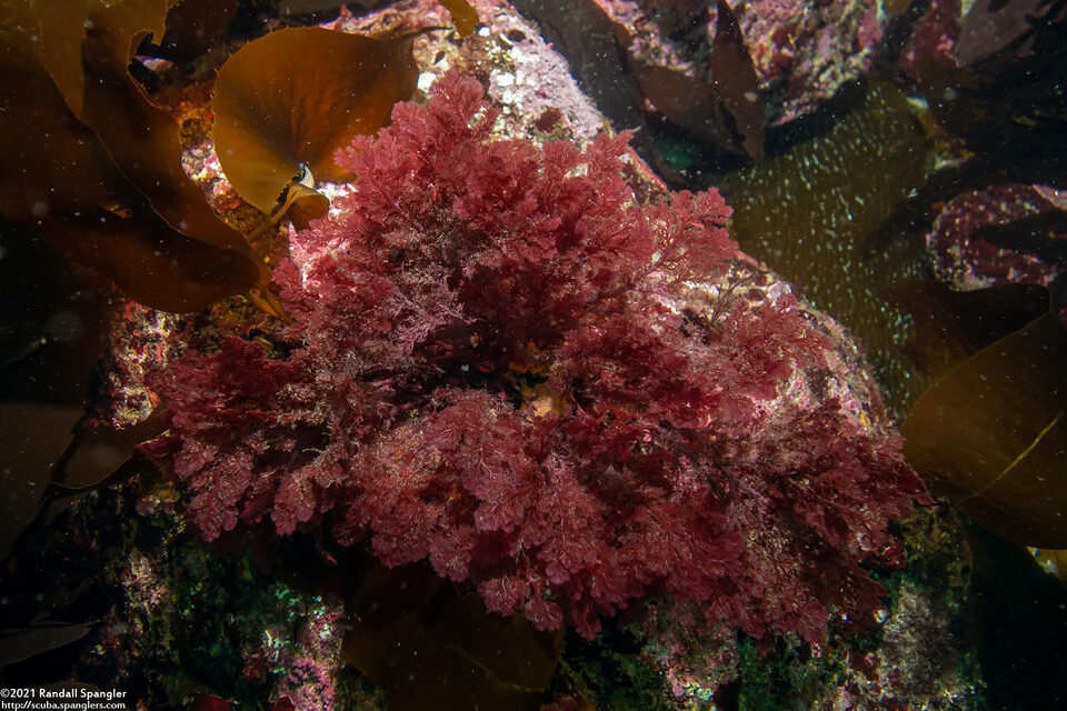 Sea Comb (Plocamium pacificum) - Spanglers' Scuba