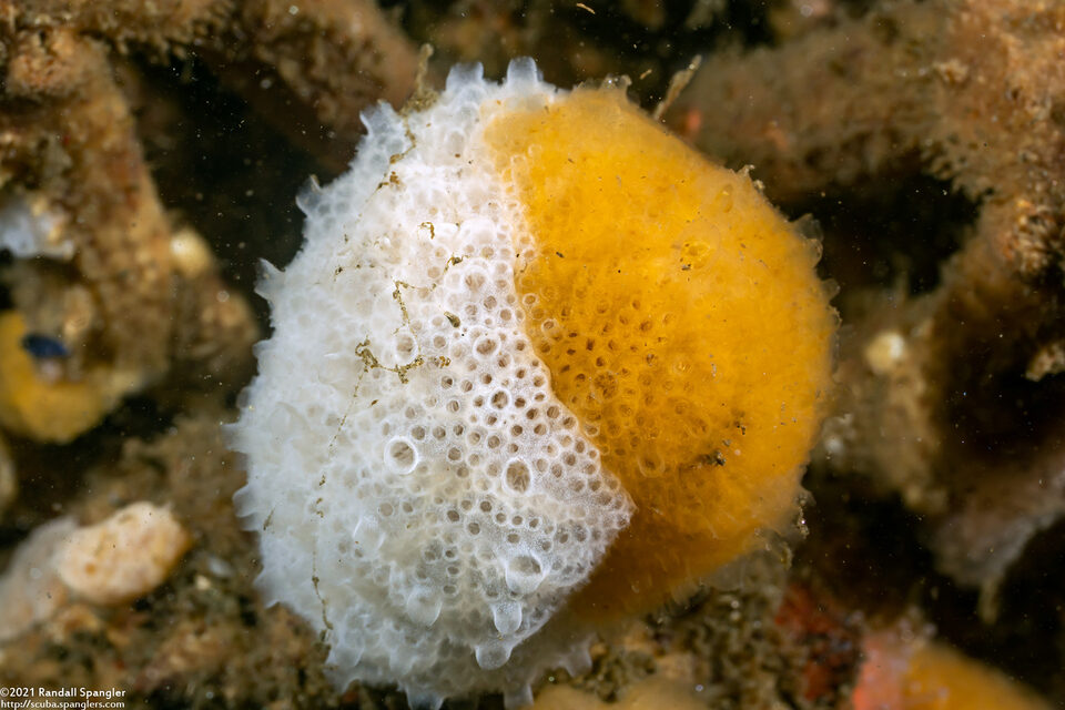 Sea Pork (Aplidium californicum) - Spanglers' Scuba