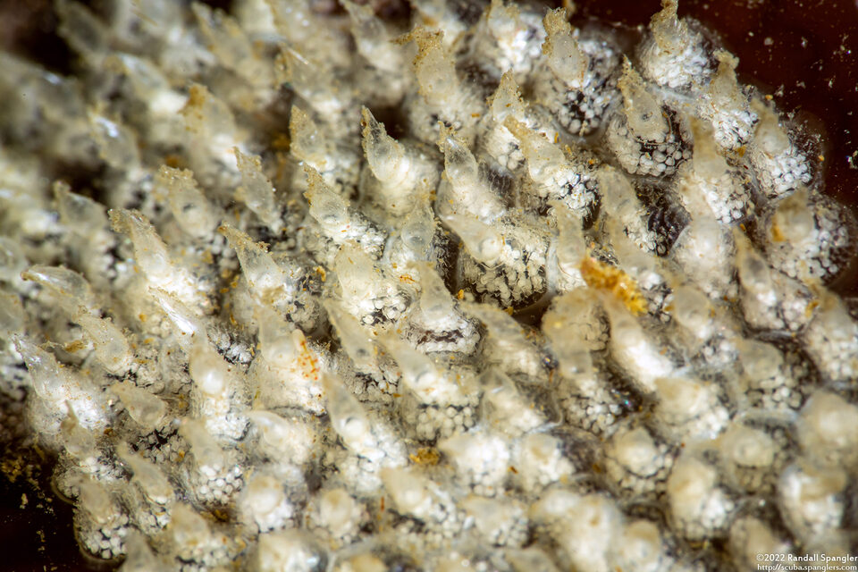 Variegate Amphissa (Amphissa versicolor) - Spanglers' Scuba