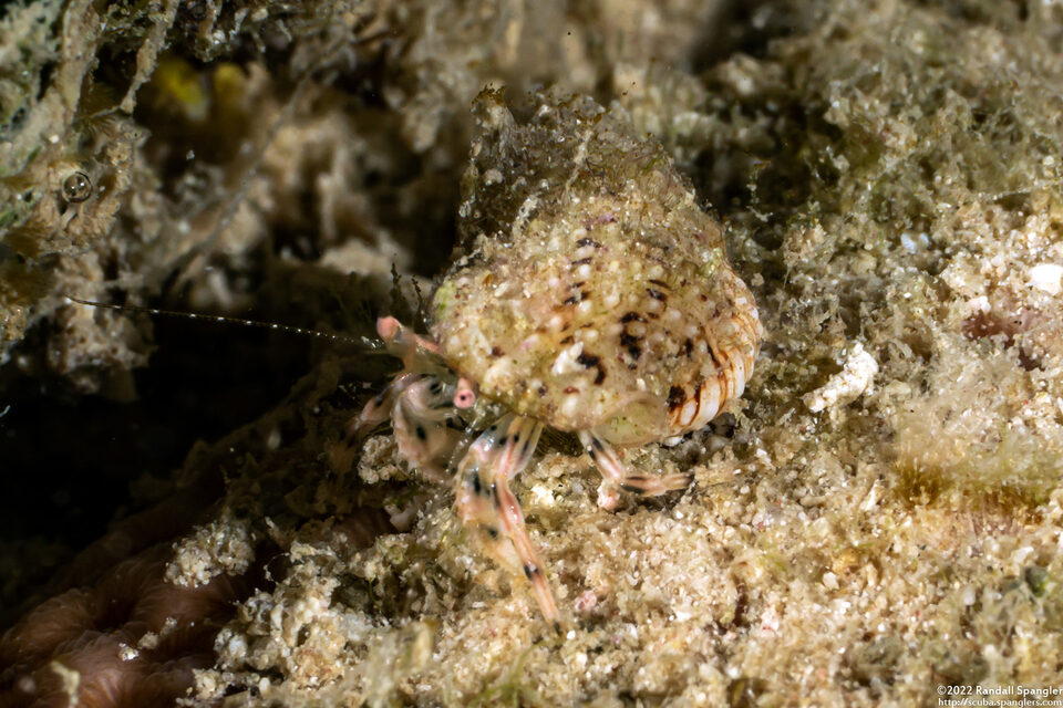 Shortfinger Hermit Crab (Pagurus brevidactylus) - Spanglers' Scuba