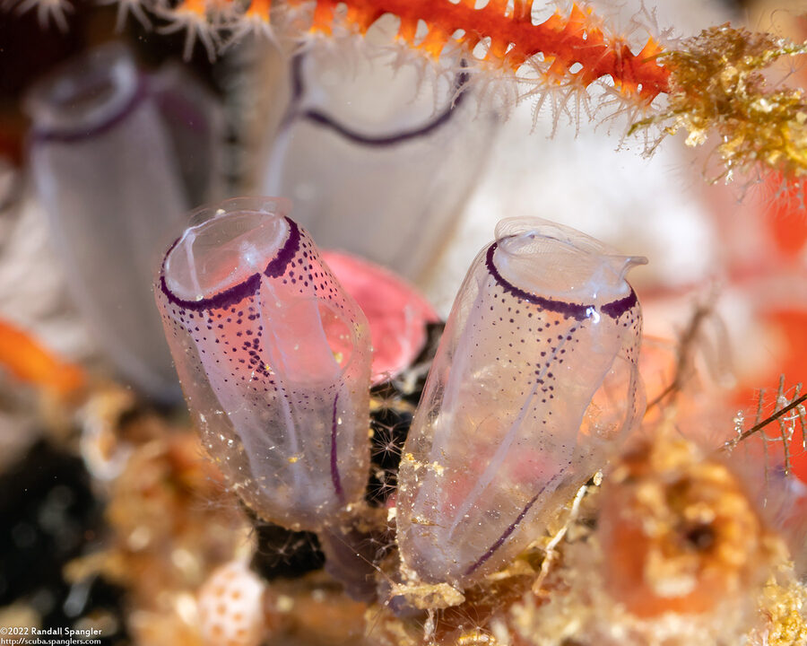 Painted Tunicate (Clavelina picta) - Spanglers' Scuba