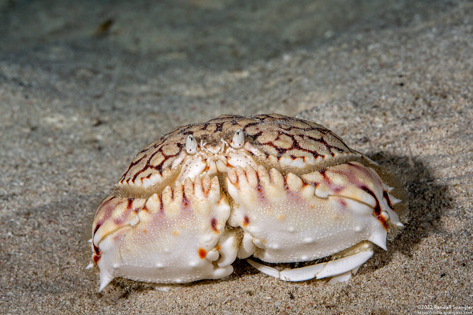 Flame Box Crab (Calappa flammea) - Spanglers' Scuba