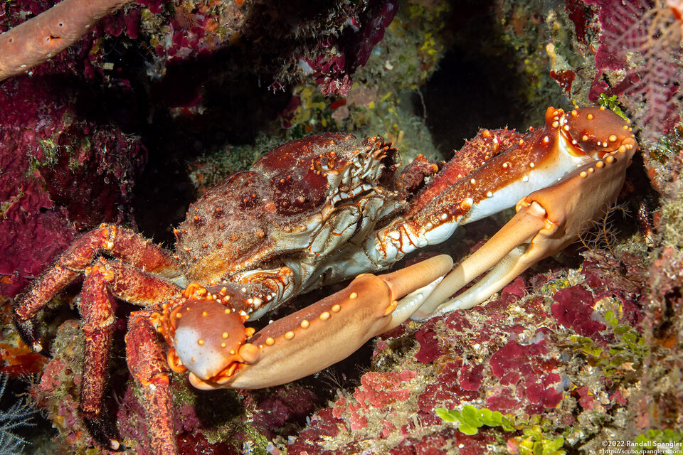 Channel Clinging Crab (Maguimithrax spinosissimus) - Spanglers' Scuba