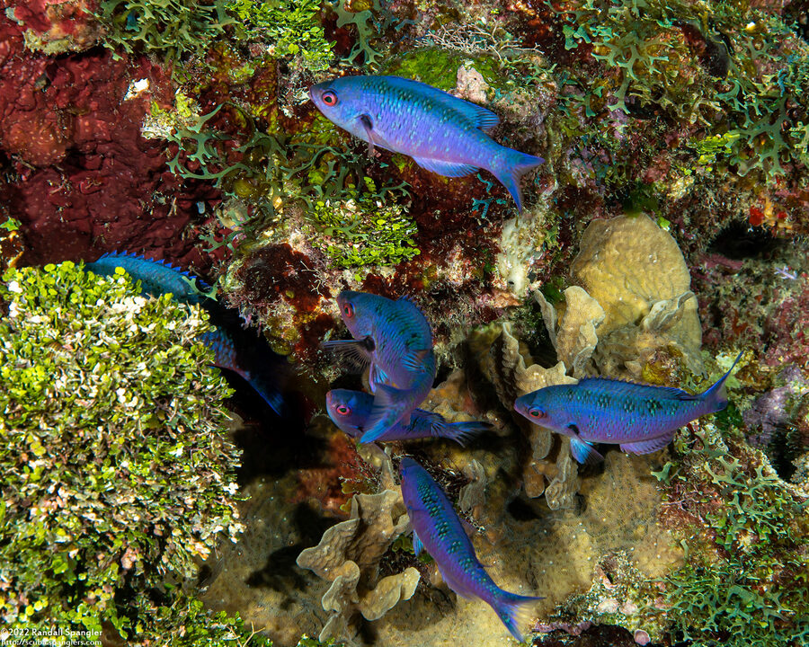 Creole Wrasse (Clepticus parrae) - Spanglers' Scuba