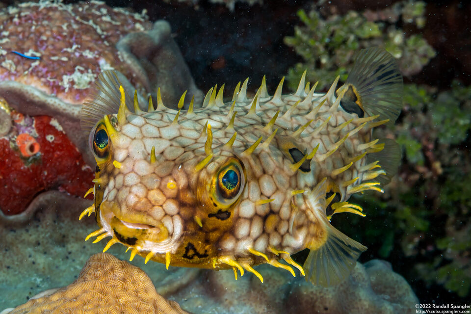 Web Burrfish (Chilomycterus antillarum) - Spanglers' Scuba