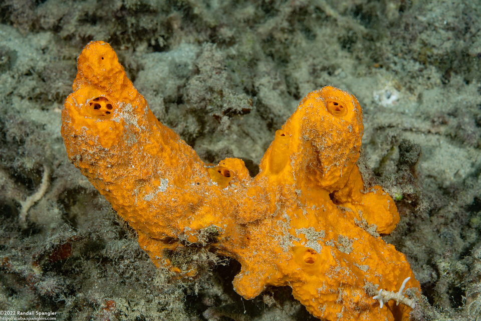 Stylissa massa (Stylissa massa) - Spanglers' Scuba