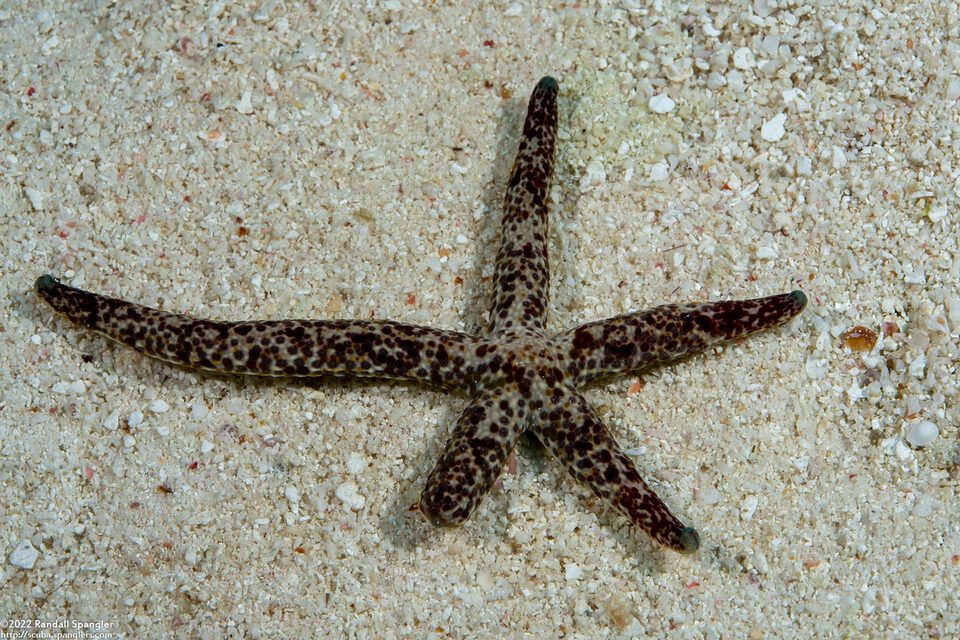 Multipore Sea Star (Linckia multifora) - Spanglers' Scuba