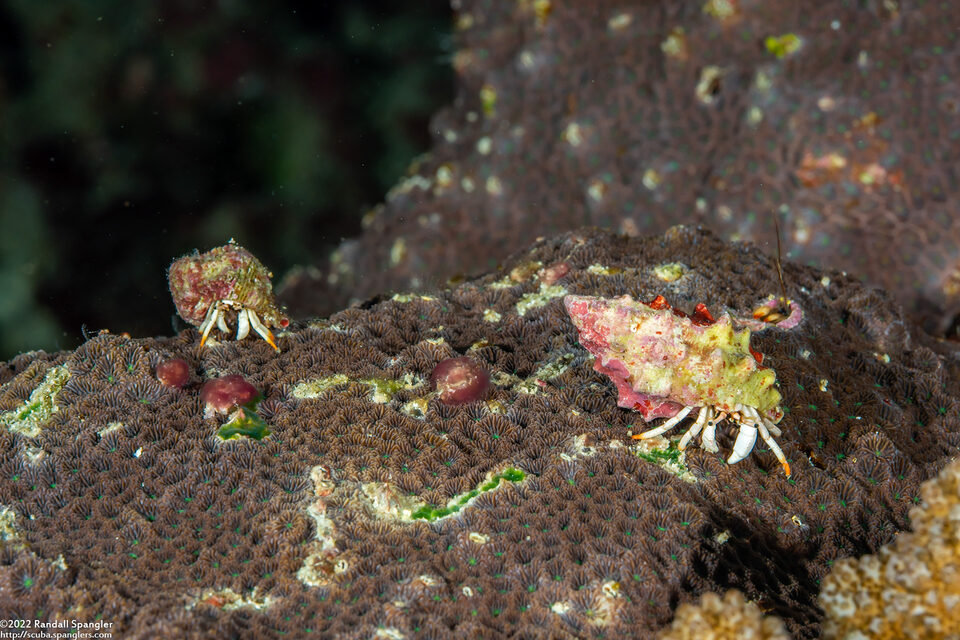 White Hermit Crab (Calcinus minutus) - Spanglers' Scuba