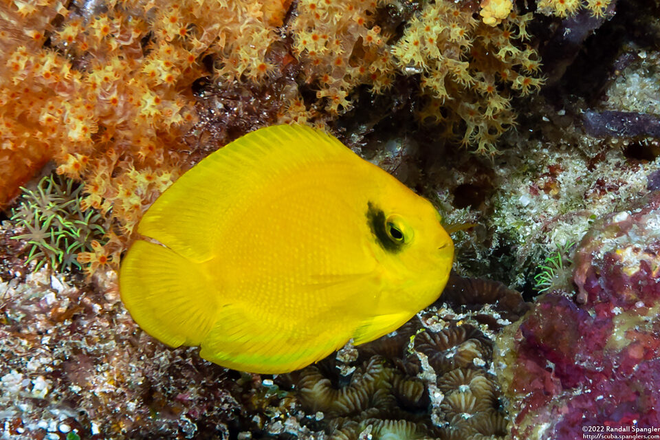 Yellow Pygmy Angelfish (Centropyge heraldi) - Spanglers' Scuba