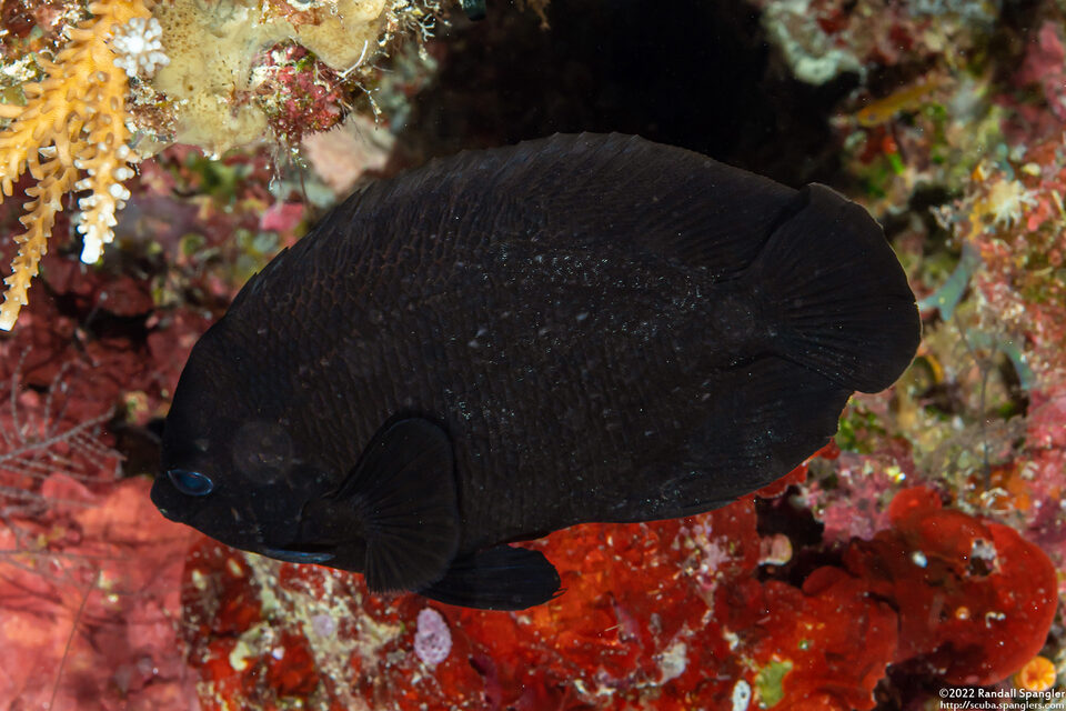Midnight Angelfish (Centropyge nox) - Spanglers' Scuba