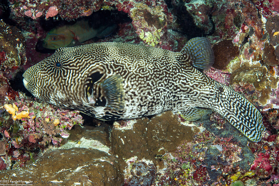 Map Puffer (Arothron mappa) - Spanglers' Scuba