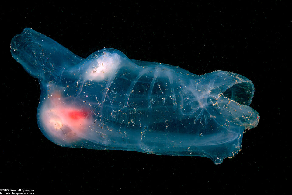 Pelagic Tunicate (Thetys vagina) - Spanglers' Scuba