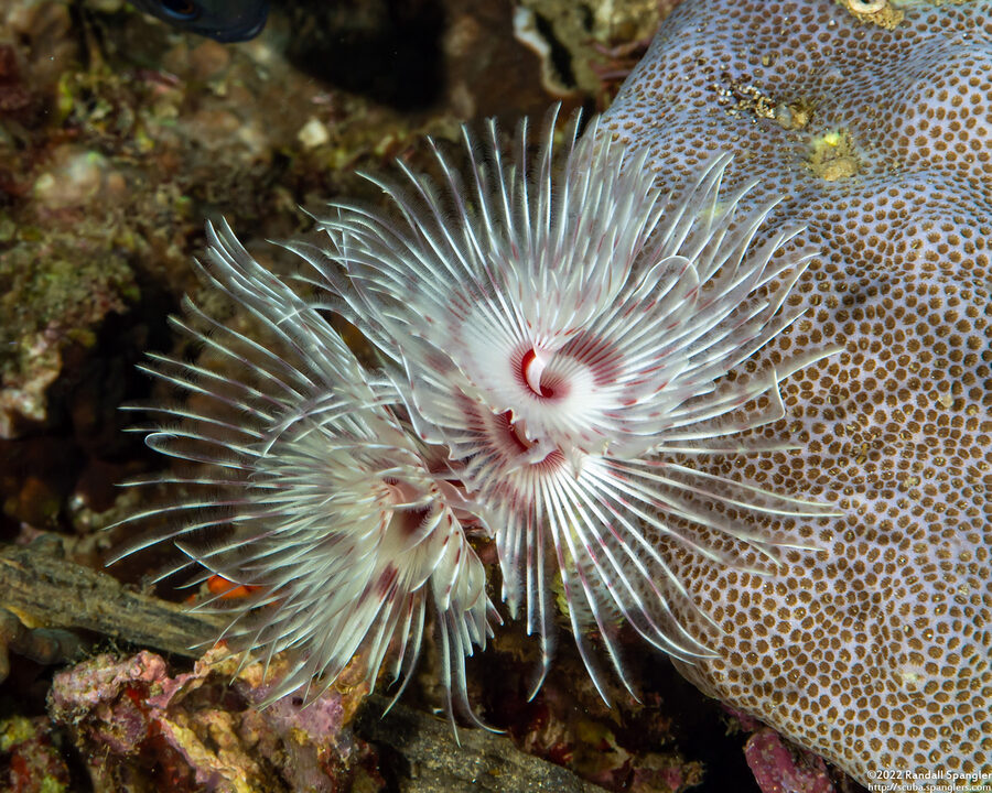 Red Fan Worm (Protula bispiralis) - Spanglers' Scuba