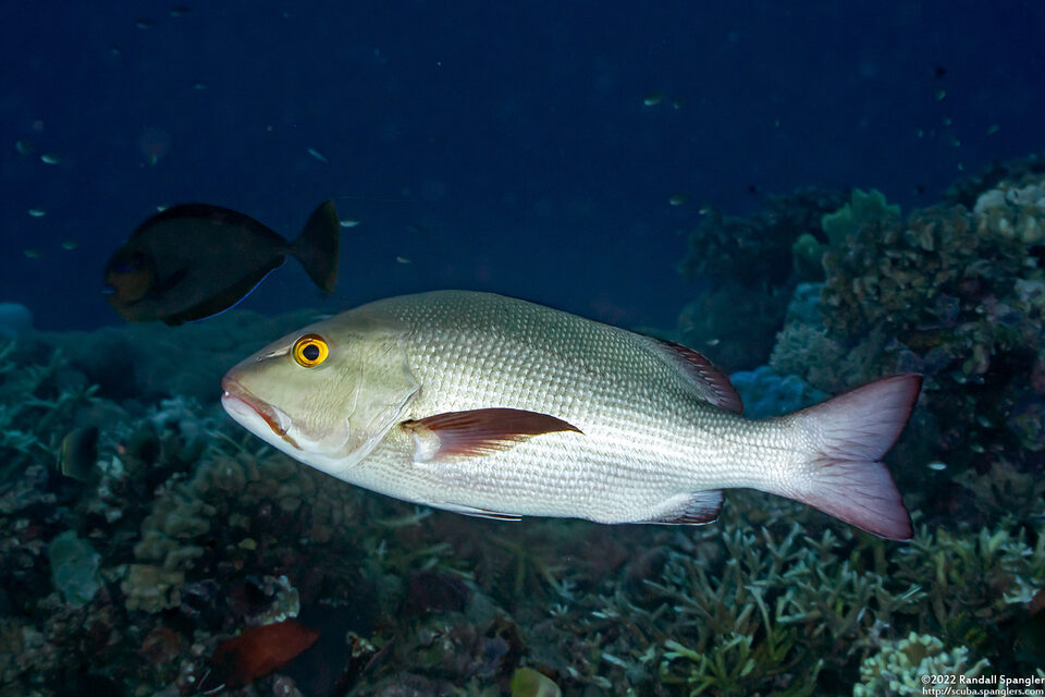 Red Snapper (Lutjanus bohar) - Spanglers' Scuba