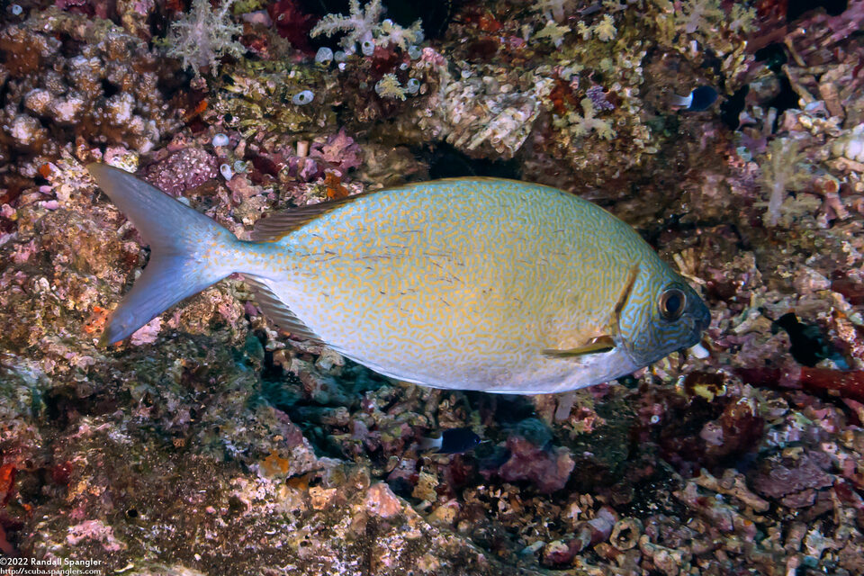 Forktail Rabbitfish (Siganus argenteus) - Spanglers' Scuba