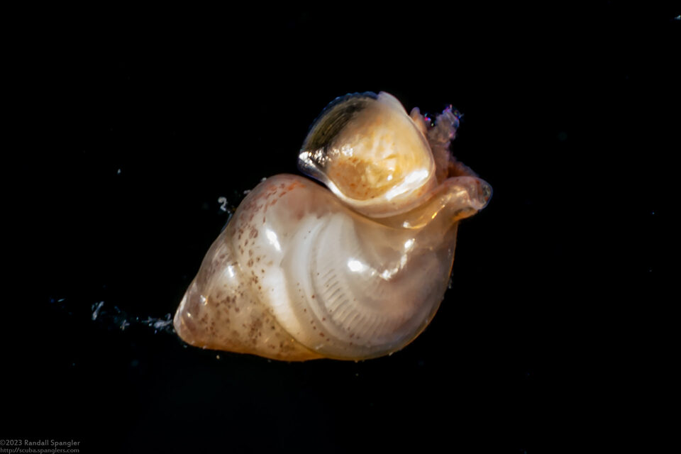 Gastropod veliger (Order Neogastropoda) - Spanglers' Scuba