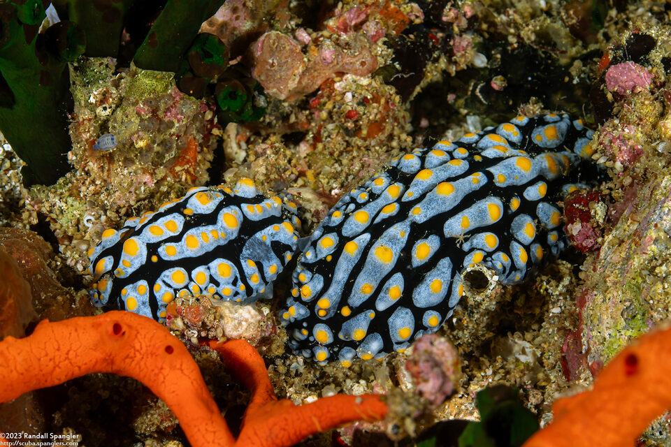 Varicose Phyllidia (Phyllidia varicosa) - Spanglers' Scuba