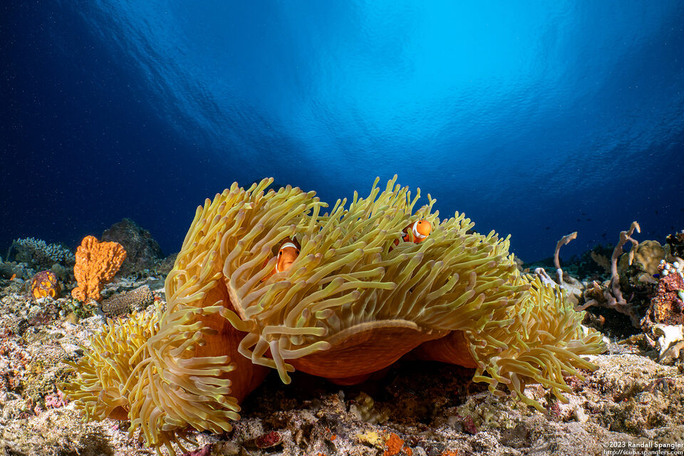 Magnificent Sea Anemone (Heteractis magnifica) - Spanglers' Scuba