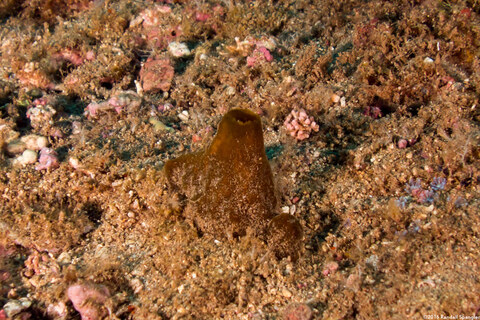 Vagabond Boring Sponge (Spheciospongia vagabunda) - Spanglers' Scuba