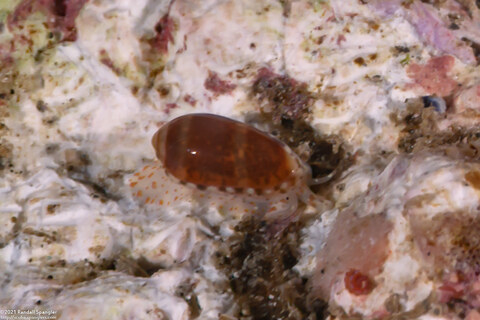 California Sea Snails - Spanglers' Scuba