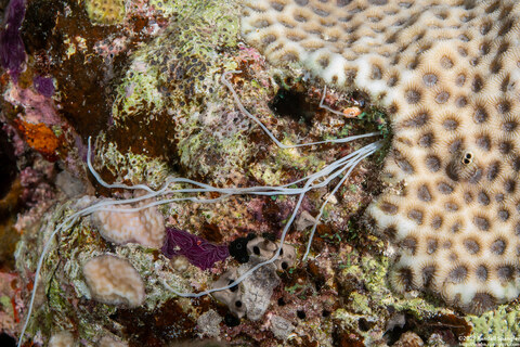 Medusa Spaghetti Worm (Loimia medusa) - Spanglers' Scuba