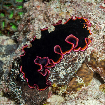 Indo-Pacific Flatworms - Spanglers' Scuba