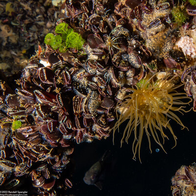 Indo-Pacific Bivalves - Spanglers' Scuba