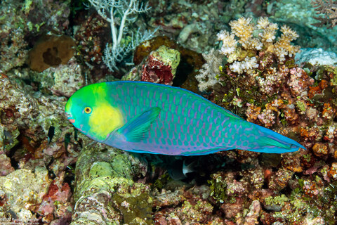 Philippines Parrotfishes - Spanglers' Scuba