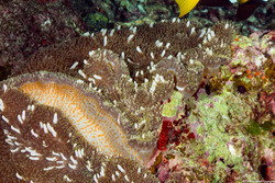 Merten's Carpet Anemone (Stichodactyla mertensii) - Spanglers' Scuba