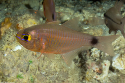 Indo-Pacific Cardinalfishes - Spanglers' Scuba