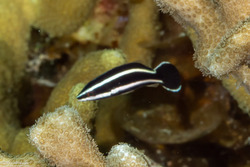 Northern Tubelip (Labropsis manabei) - Spanglers' Scuba