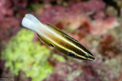 Fiji Wrasses - Spanglers' Scuba