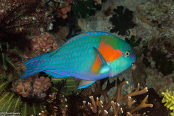 Bower's Parrotfish (Chlorurus bowersi) - Spanglers' Scuba